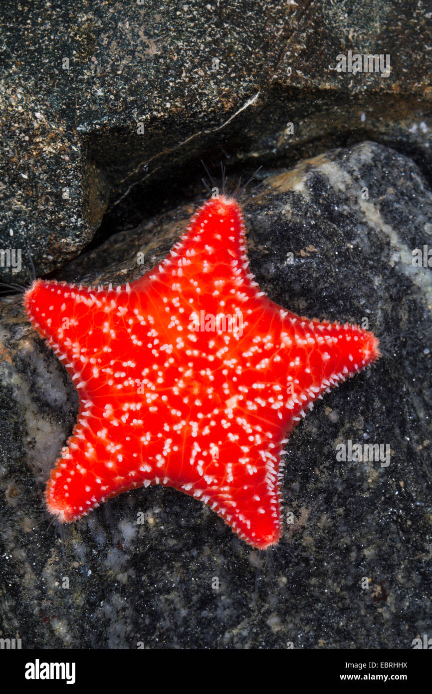 Red Cushion Star, Red cushion (Porania pulvillus Stock Photo - Alamy