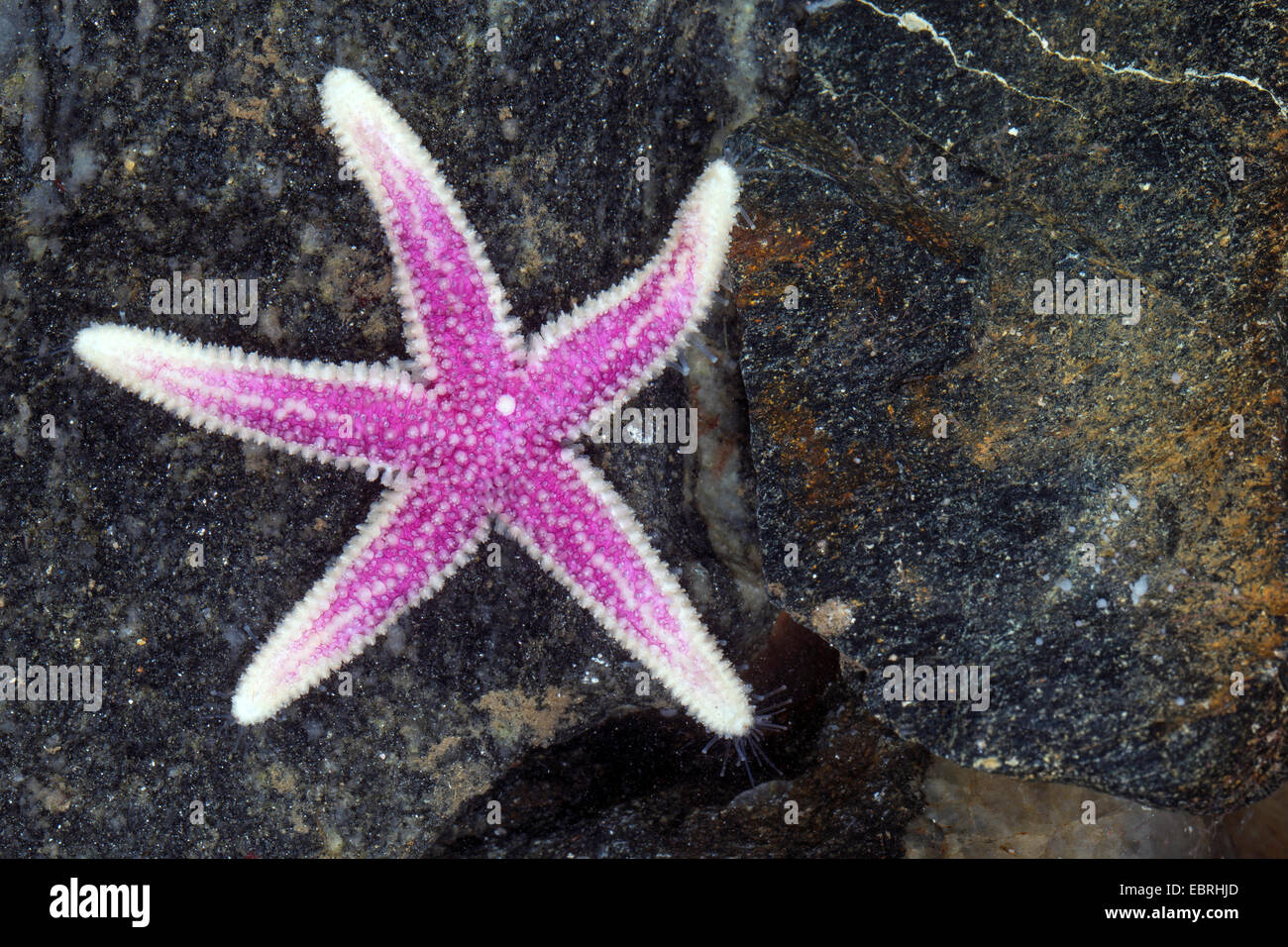 Leptasterias muelleri hi-res stock photography and images - Alamy
