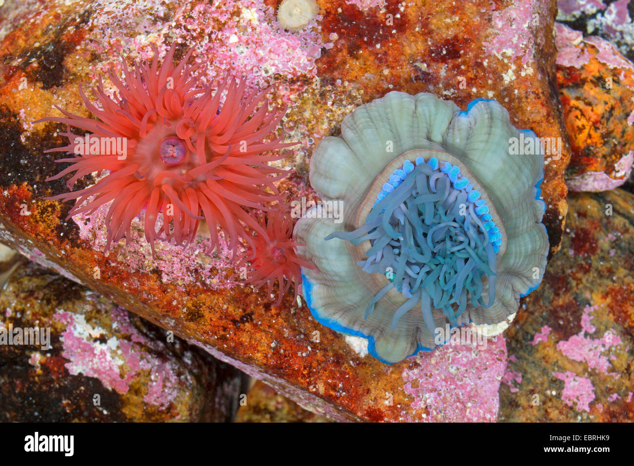 Beadlet anemone, Red sea anemone, Plum anemone, Beadlet-anemone (Actinia equina), different ...