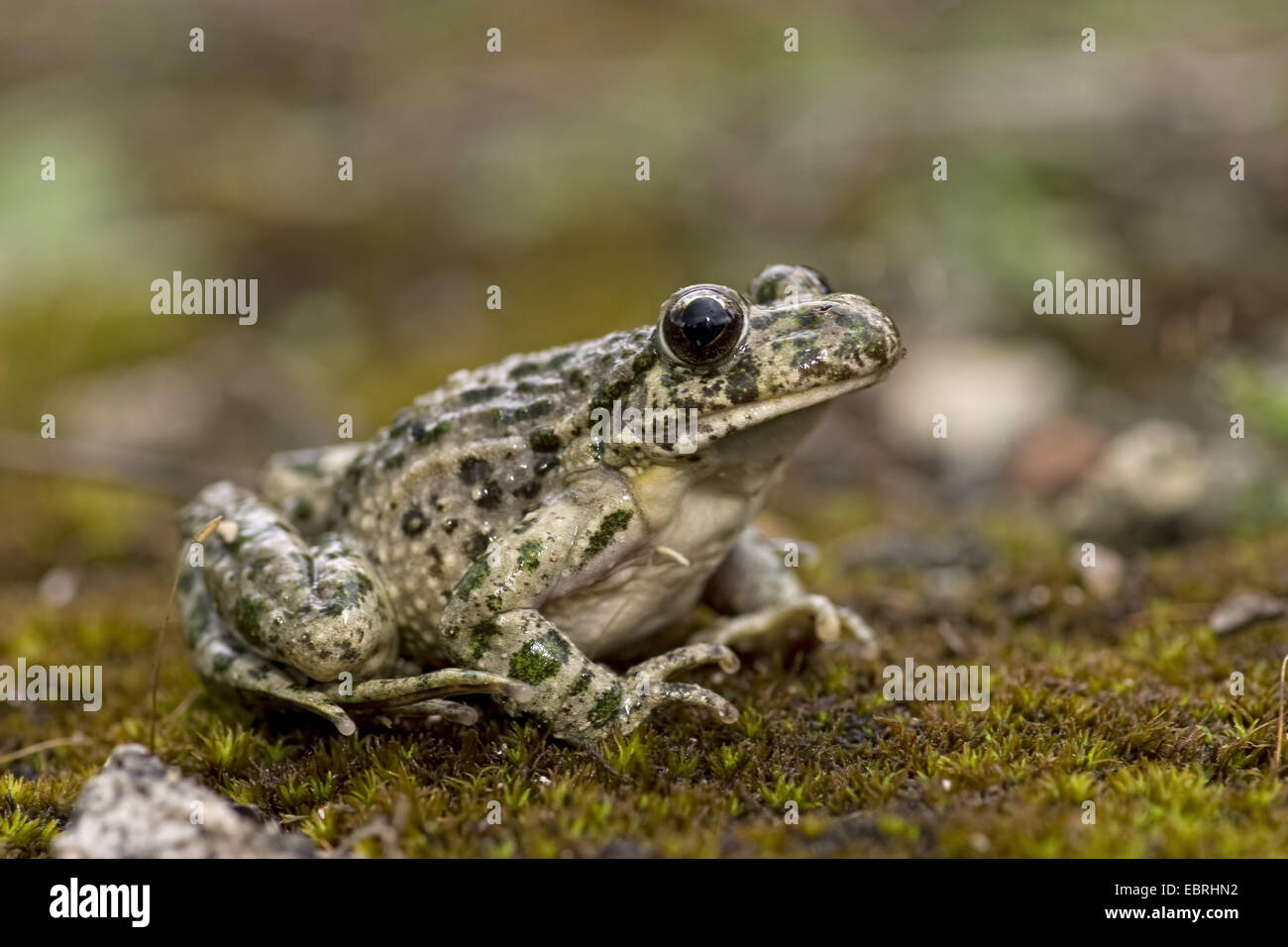 parsley frog, common parsley frog, mud-diver, spotted mud frog Stock ...