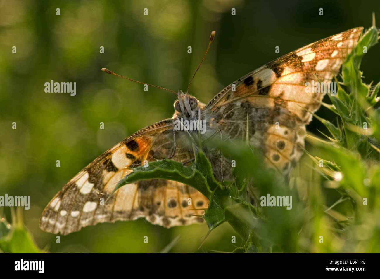 Painted lady (Cynthia cardui, Vanessa cardui, Pyrameis cardui), close ...