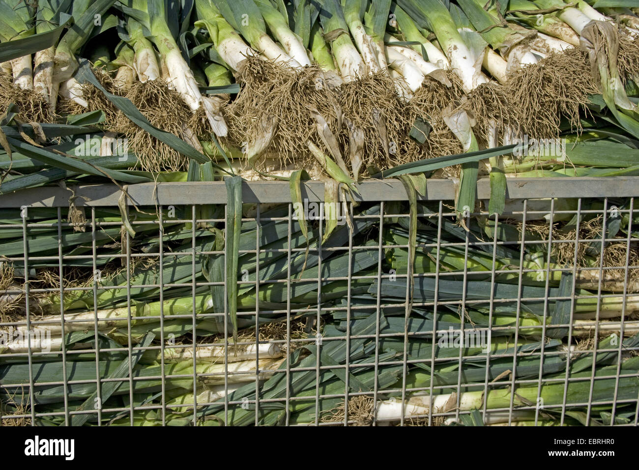 Harvesting of leek crops hi-res stock photography and images - Alamy