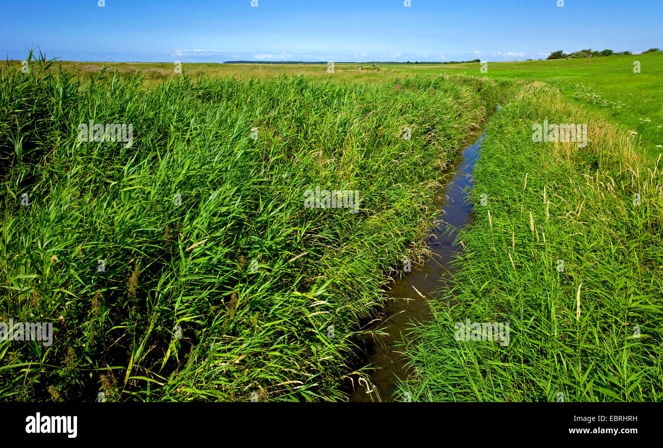 reed grass, common reed (Phragmites communis, Phragmites australis ...
