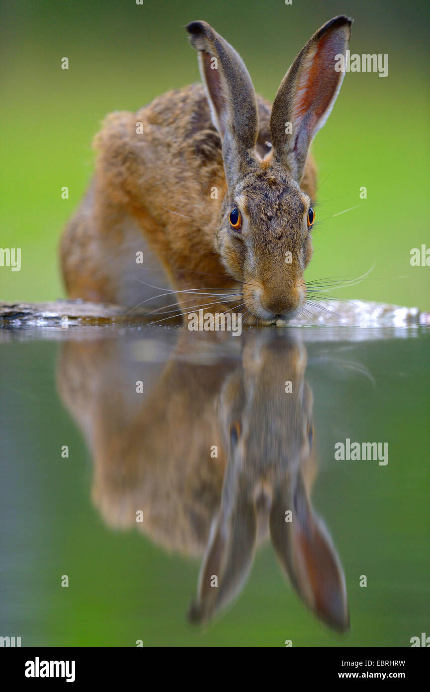 European hare, Brown hare (Lepus europaeus), drinking water, Hungary ...