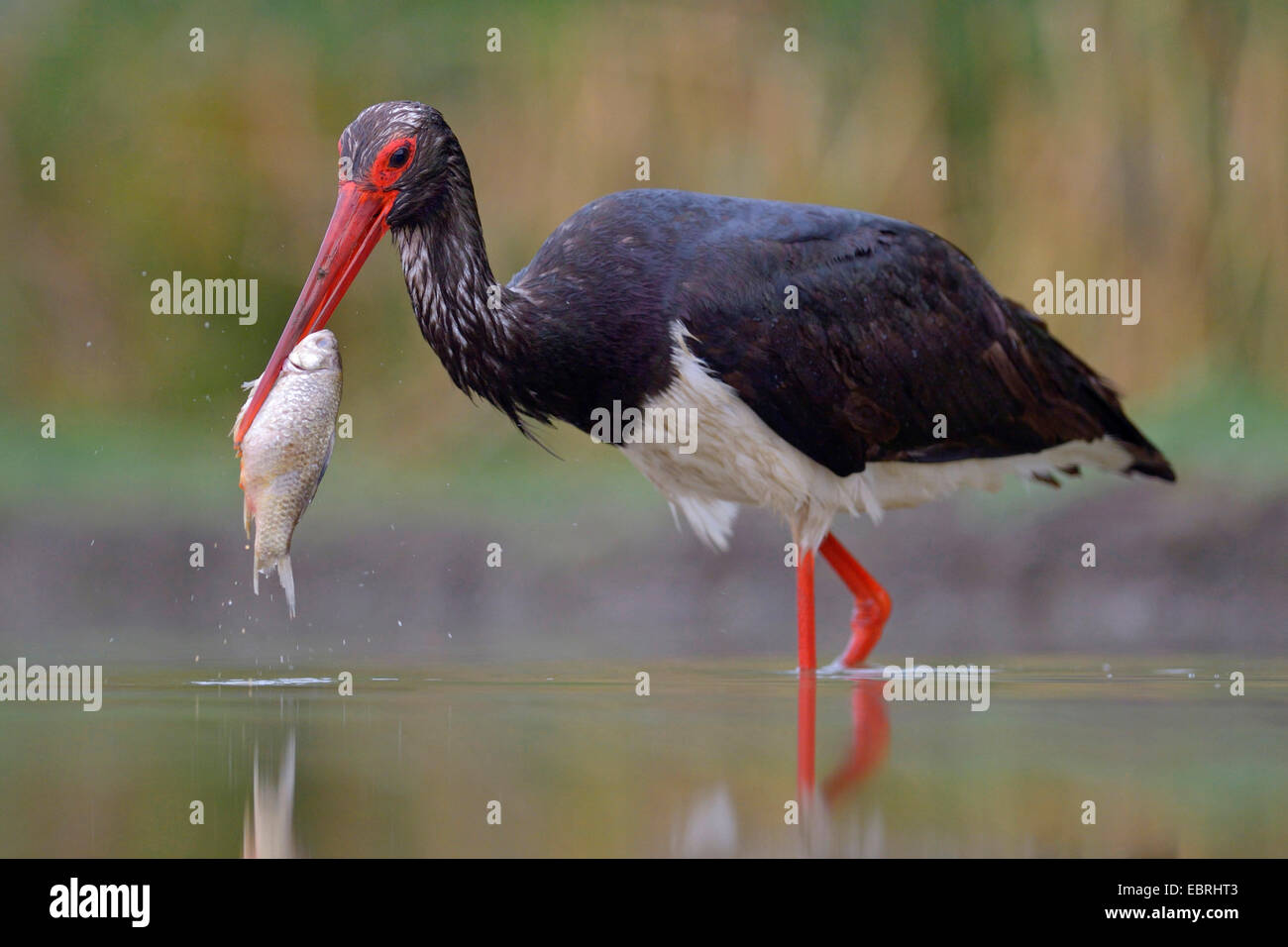 black stork (Ciconia nigra), hunting stork in driving rain with prey ...