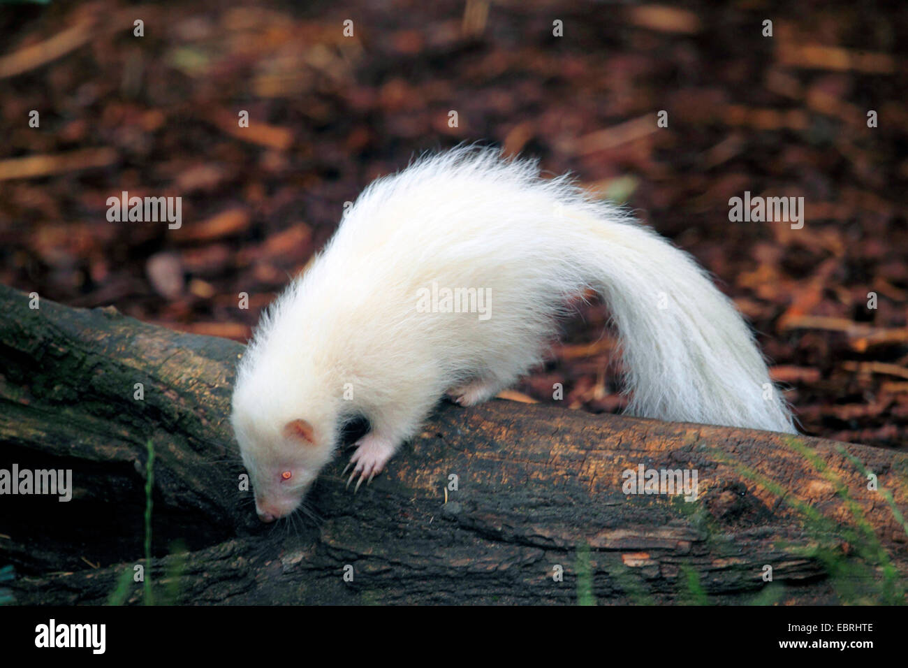 Baby Albino Skunk