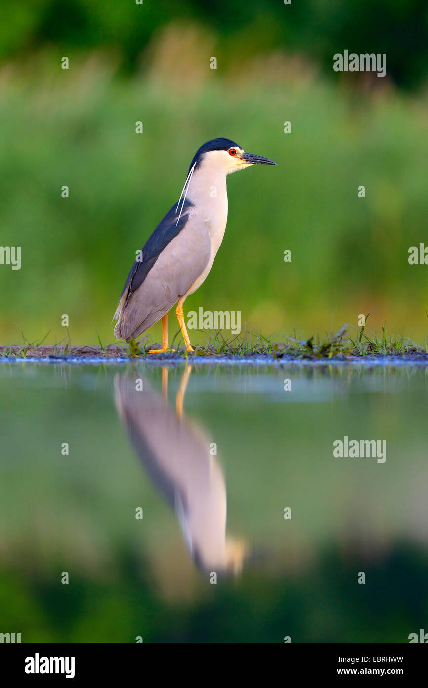black-crowned night heron (Nycticorax nycticorax), stands at lake shore ...