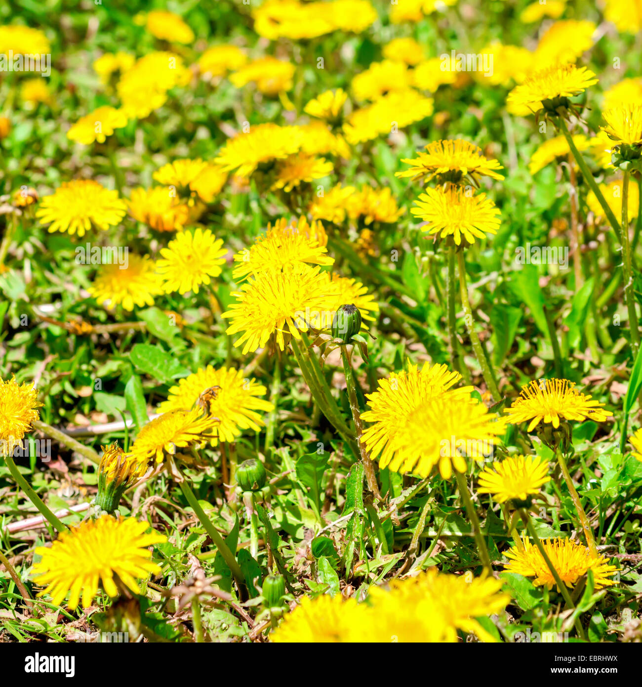 fresh spring background of field yellow dandelions flower, closeup ...