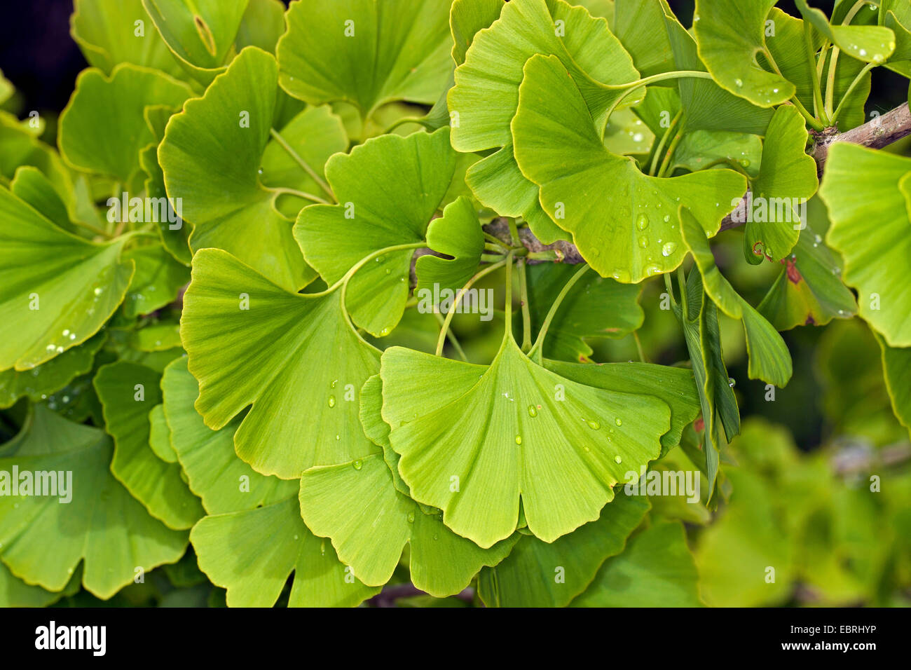 Gingko leaves hi-res stock photography and images - Alamy