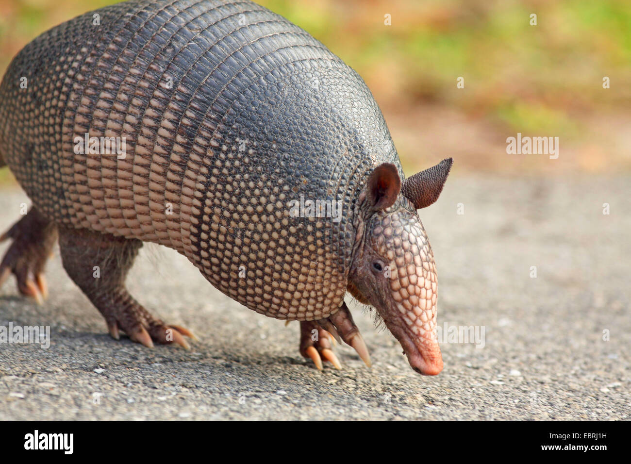 nine-banded armadillo (Dasypus novemcinctus), on the feed, USA, Florida ...