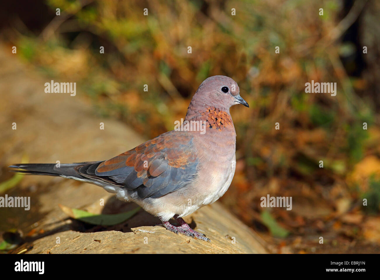 laughing dove (Streptopelia senegalensis), stands on a stone, South ...