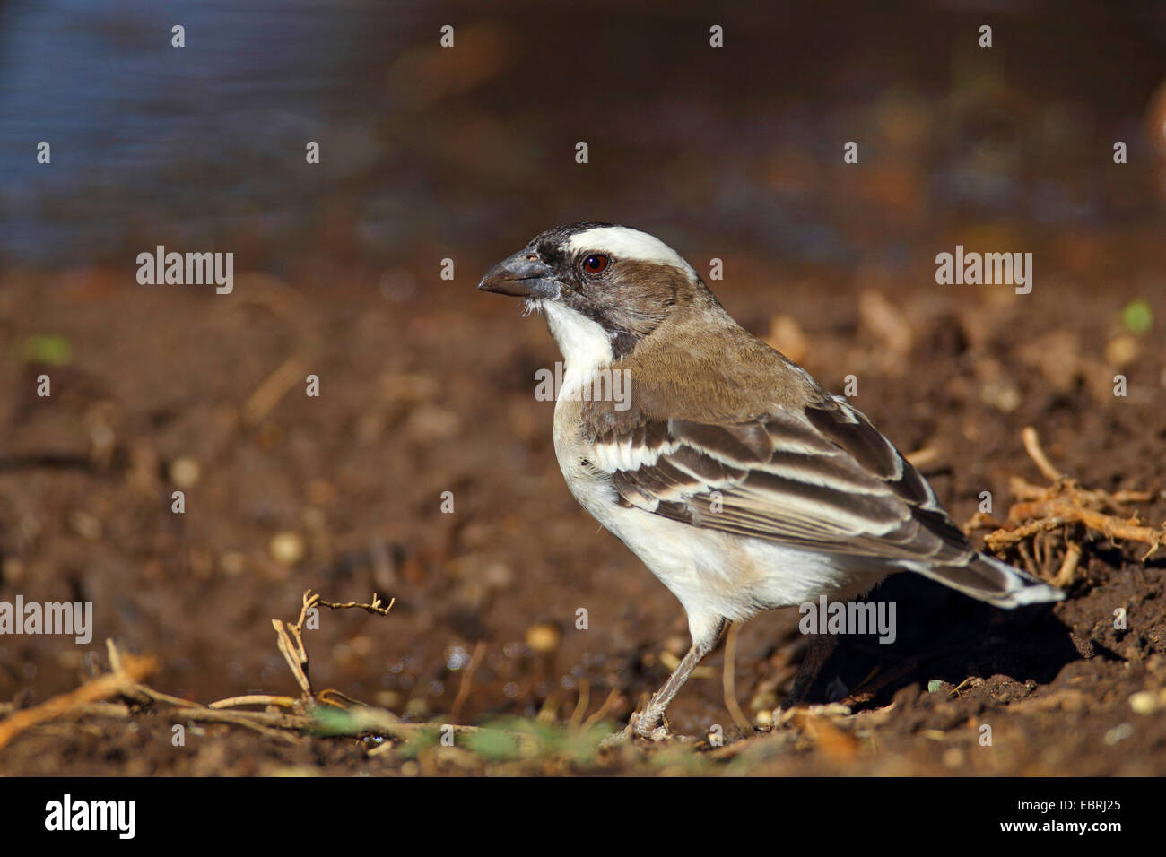 The sanctuary sparrow hi-res stock photography and images - Alamy