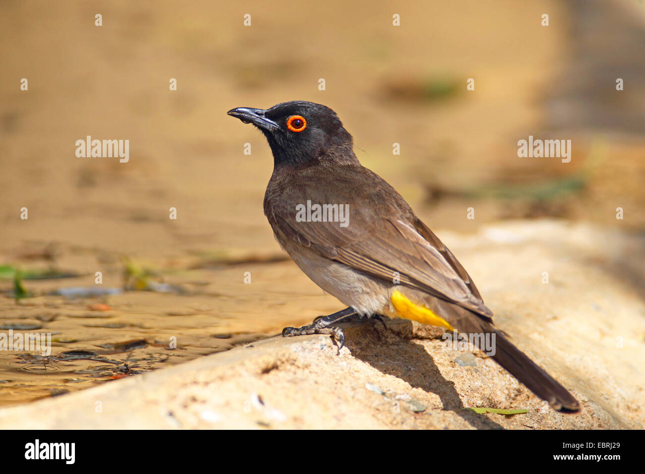 red-eyed bulbul (Pycnonotus nigricans), at a water place, South Africa ...