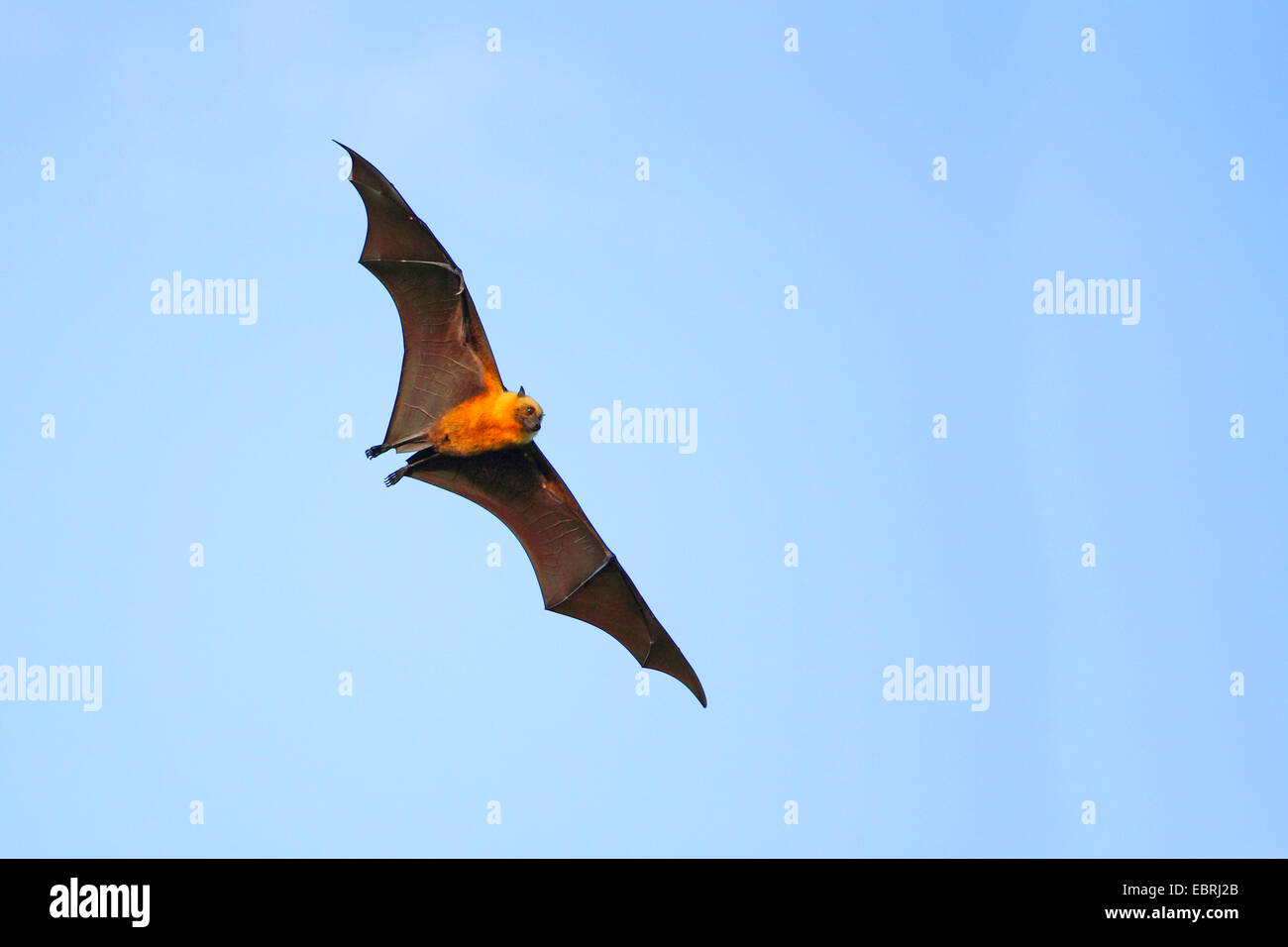 seychelles flying fox, seychelles fruit bat (Pteropus seychellensis ...