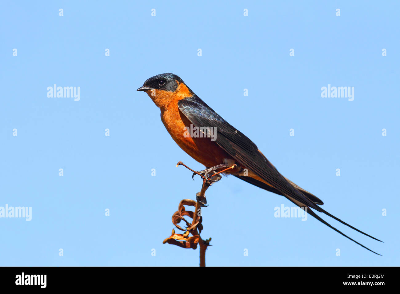 South african swallow hi-res stock photography and images - Alamy
