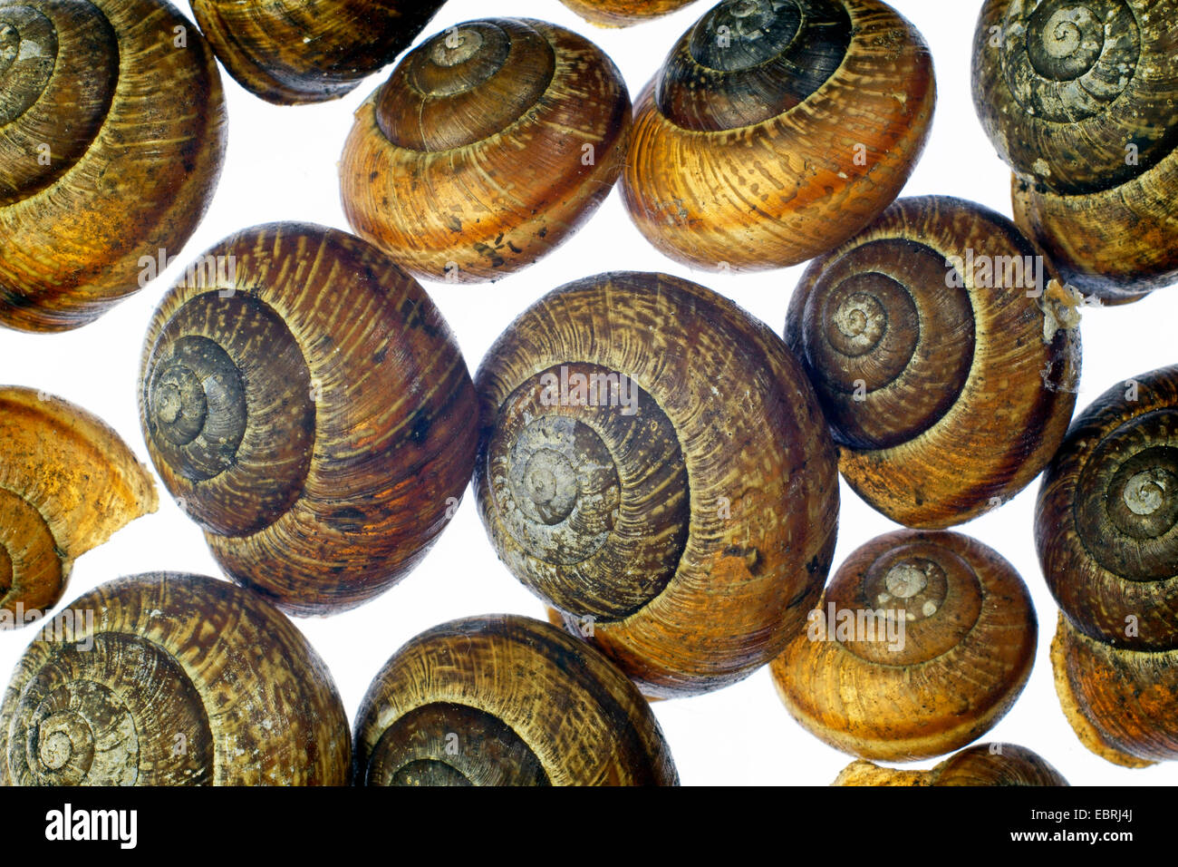 orchard snail, copse snail (Arianta arbustorum), collection of empty ...