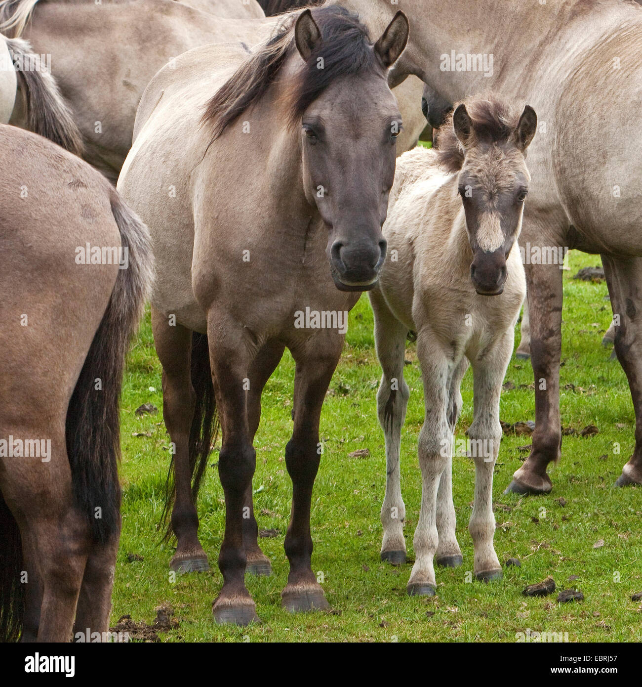 Dulmen ponys hi-res stock photography and images - Alamy