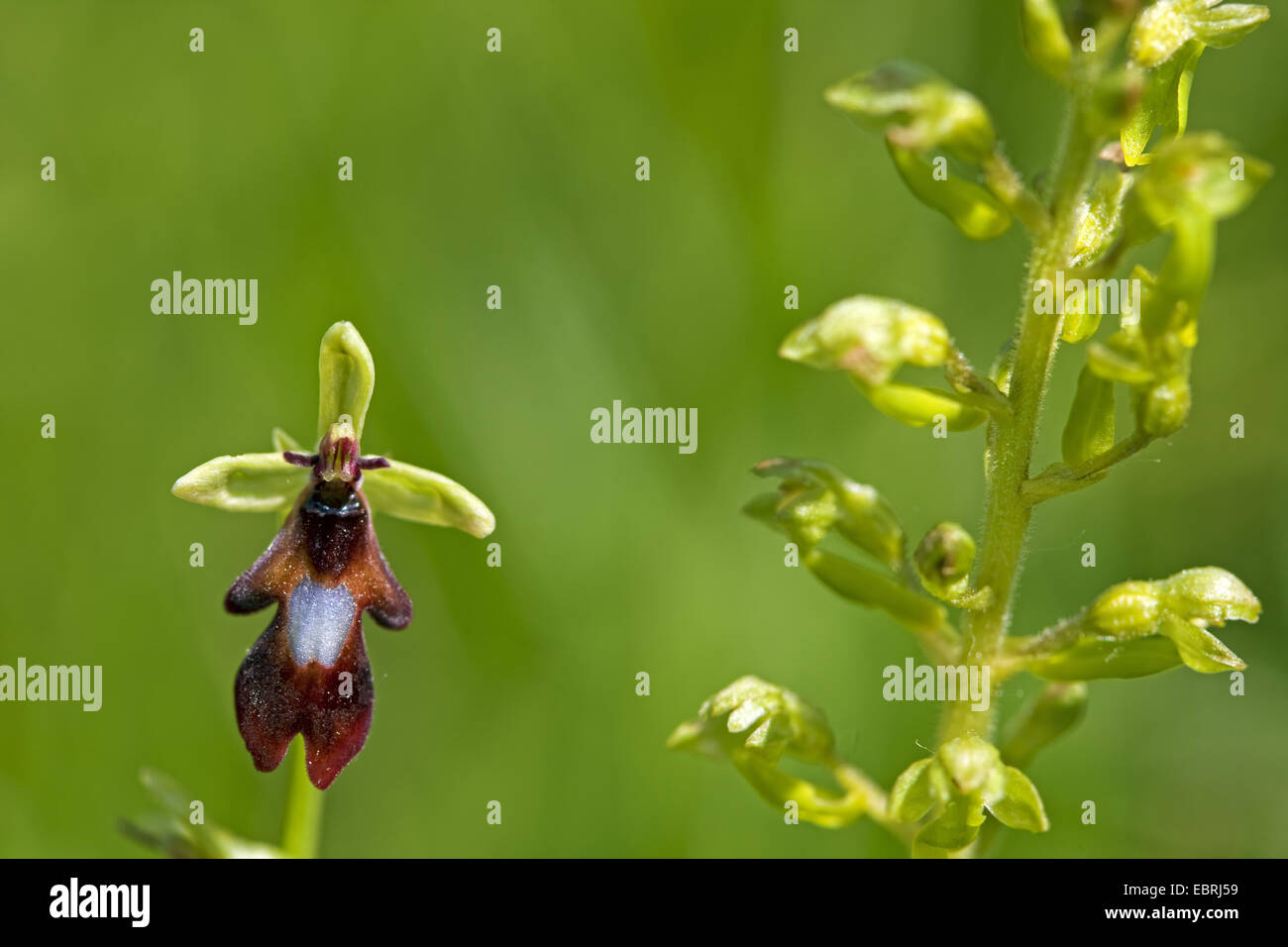 fly orchid (Ophrys insectifera), flower, France Stock Photo - Alamy