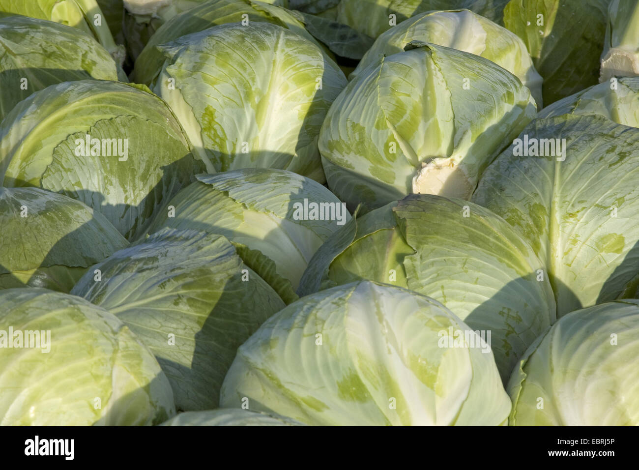 European cabbage white hi-res stock photography and images - Alamy