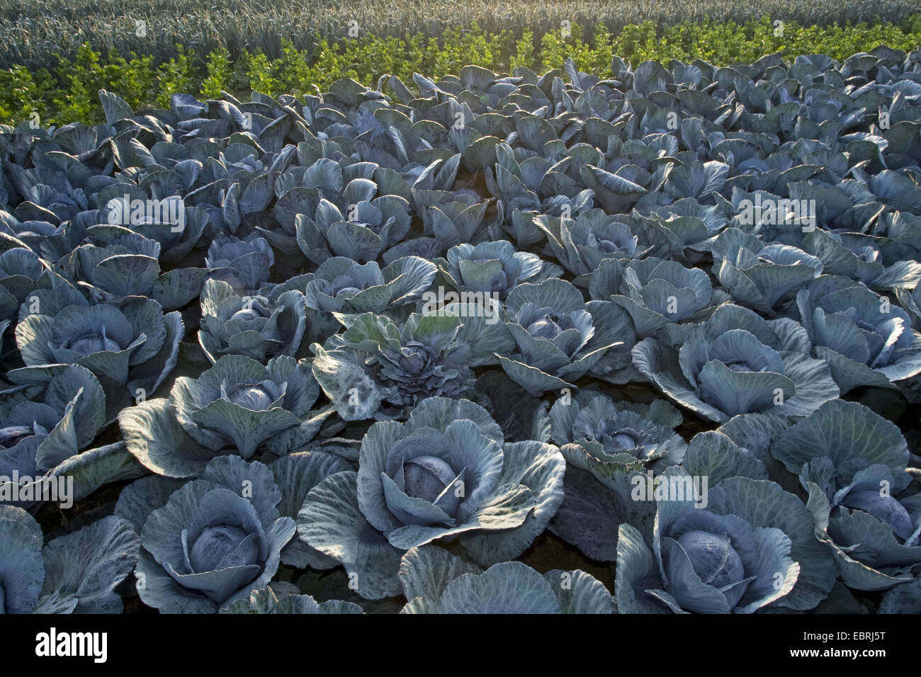 Blue cabbage head growing hi-res stock photography and images - Alamy