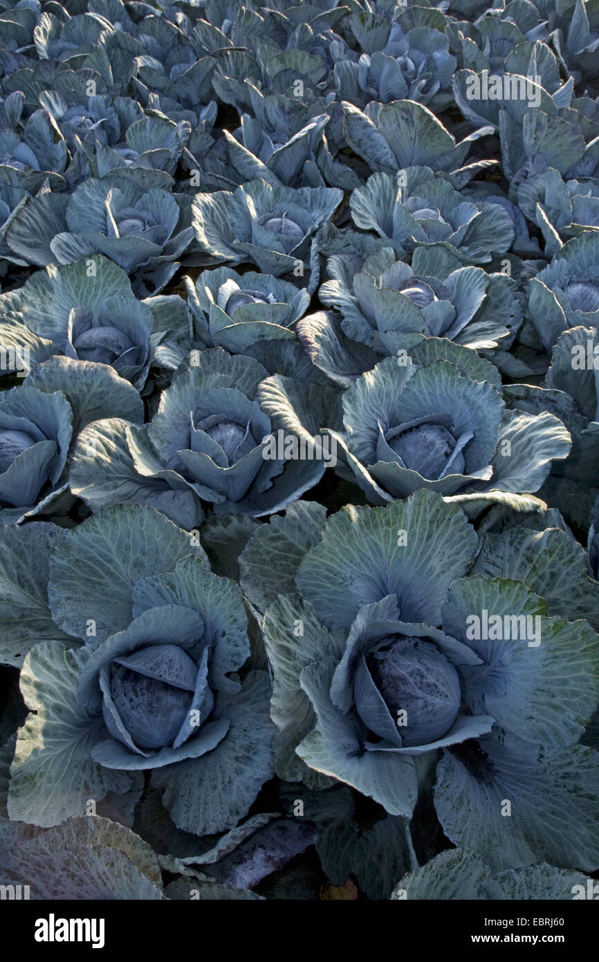 Red cabbage, purple cabbage, red kraut, blue kraut (Brassica oleracea ...