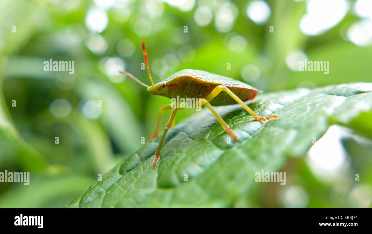 green shield bug, common green shield bug (Palomena prasina), sitting ...