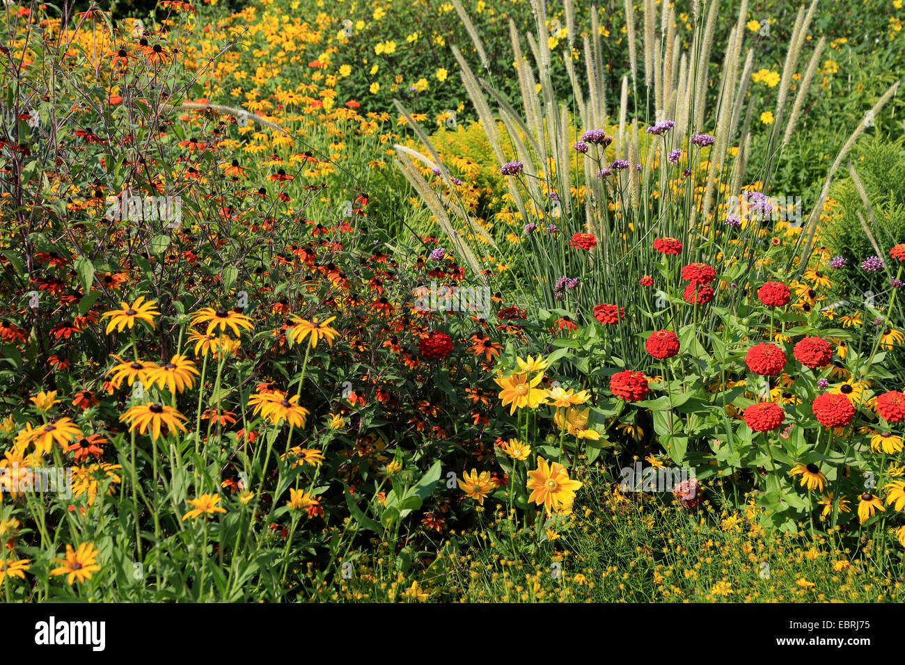 orange coneflower (Rudbeckia fulgida), flower bed in a garden, Germany ...