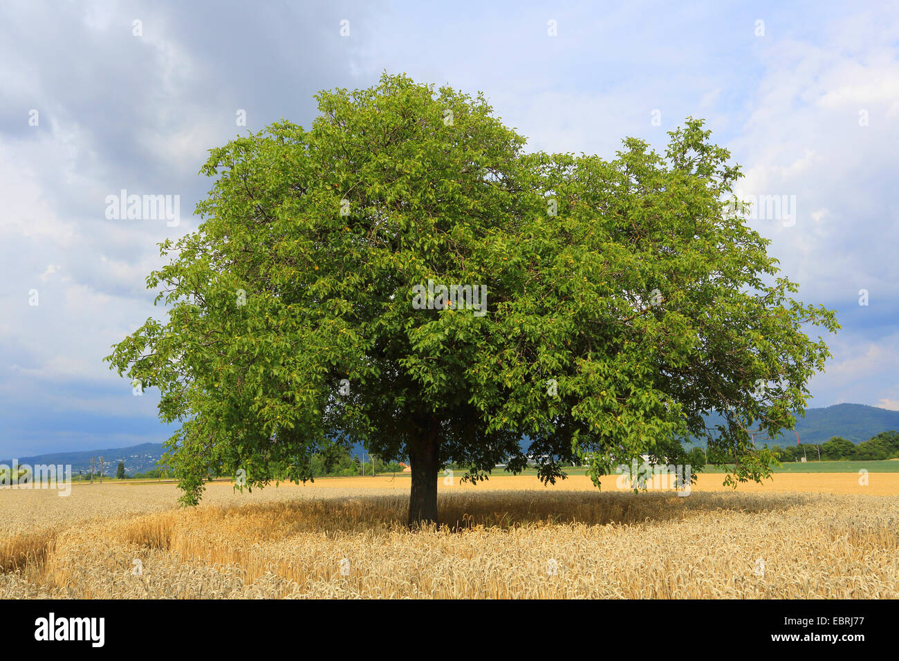walnut (Juglans regia), single tree on a field, Germany Stock Photo - Alamy