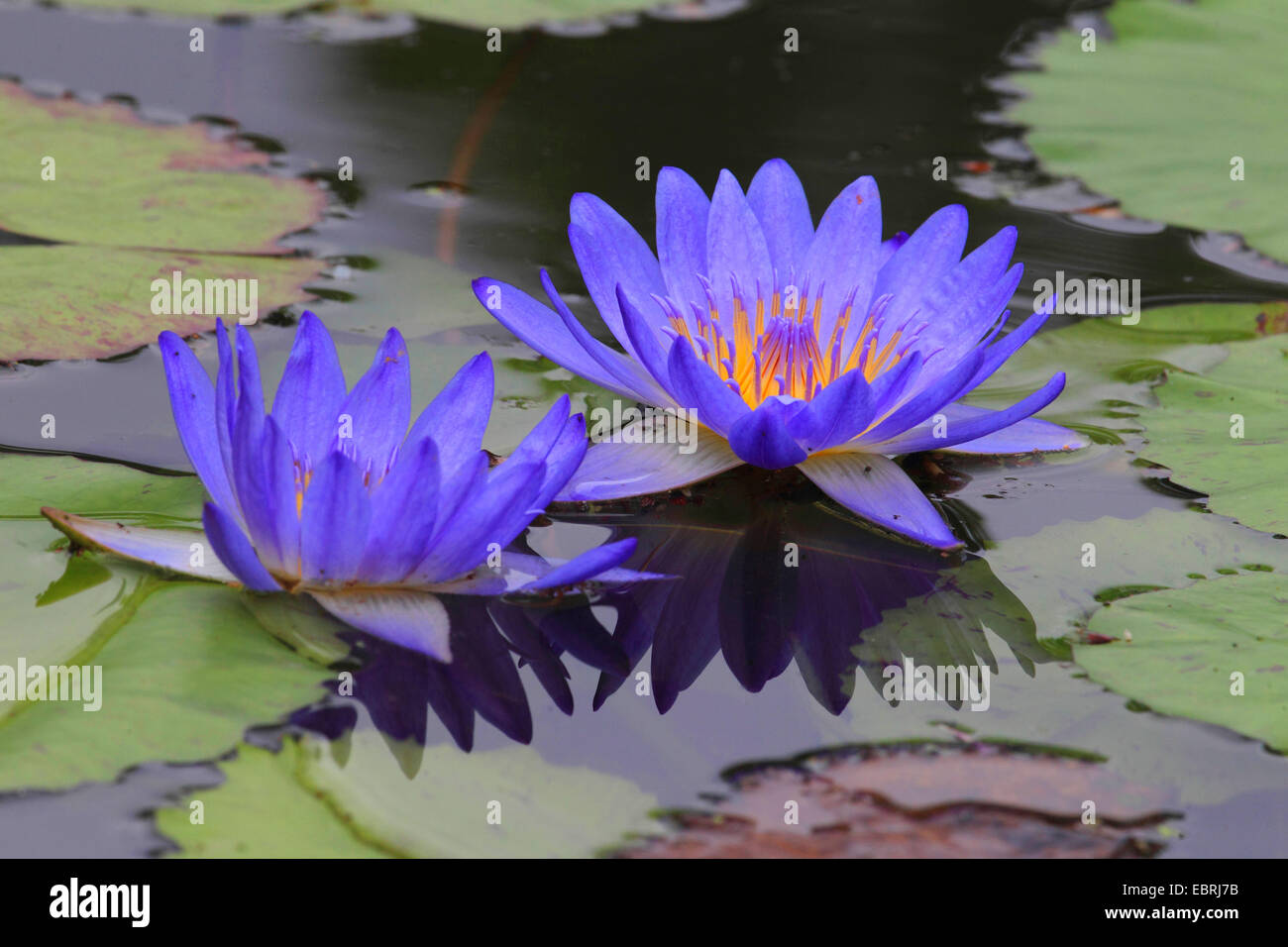 Blue flowers hi-res stock photography and images - Alamy