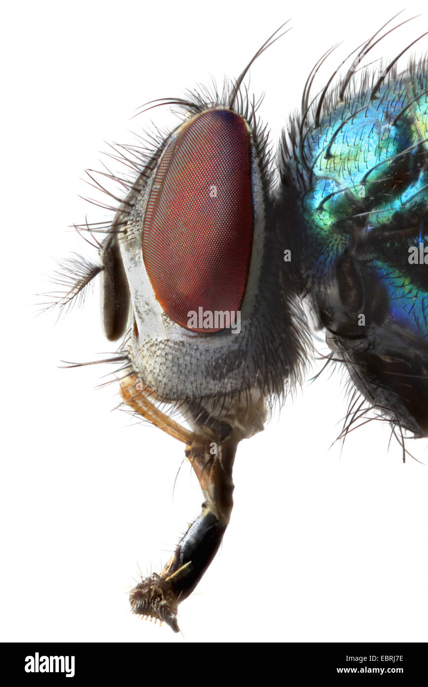 sheep maggot fly, sheep blowfly, greenbottle (Lucilia sericata), macro ...