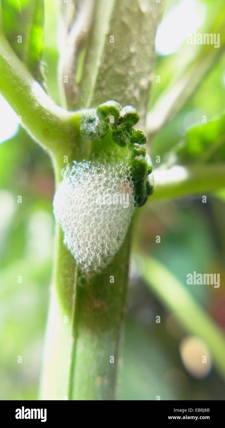 froghoppers, spittlebugs (Cercopidae), cuckoo spit at Buddleja, Germany ...