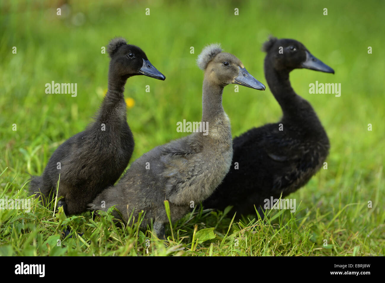 Indian runner duck hi-res stock photography and images - Alamy