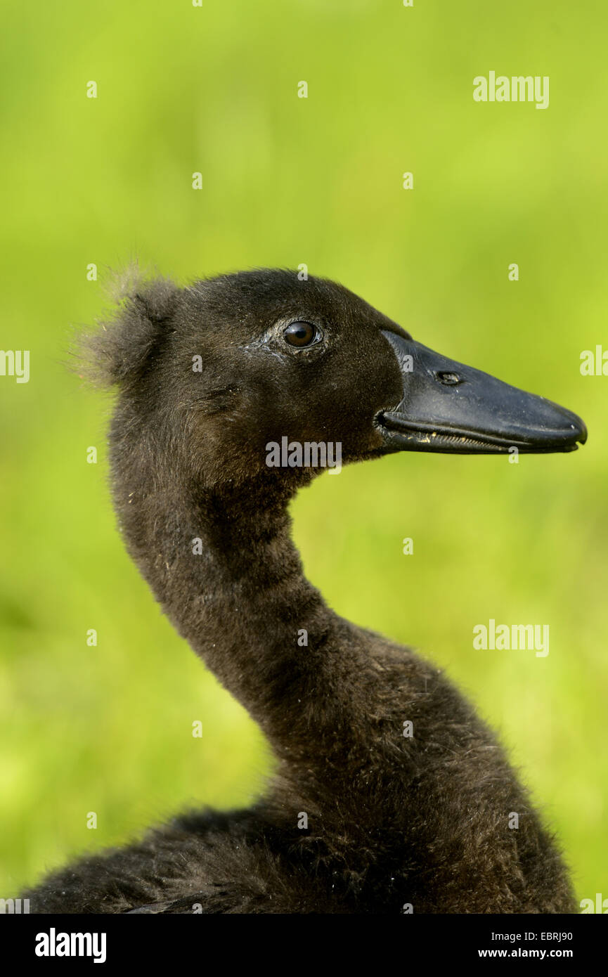 Black indian runner ducks hi-res stock photography and images - Alamy