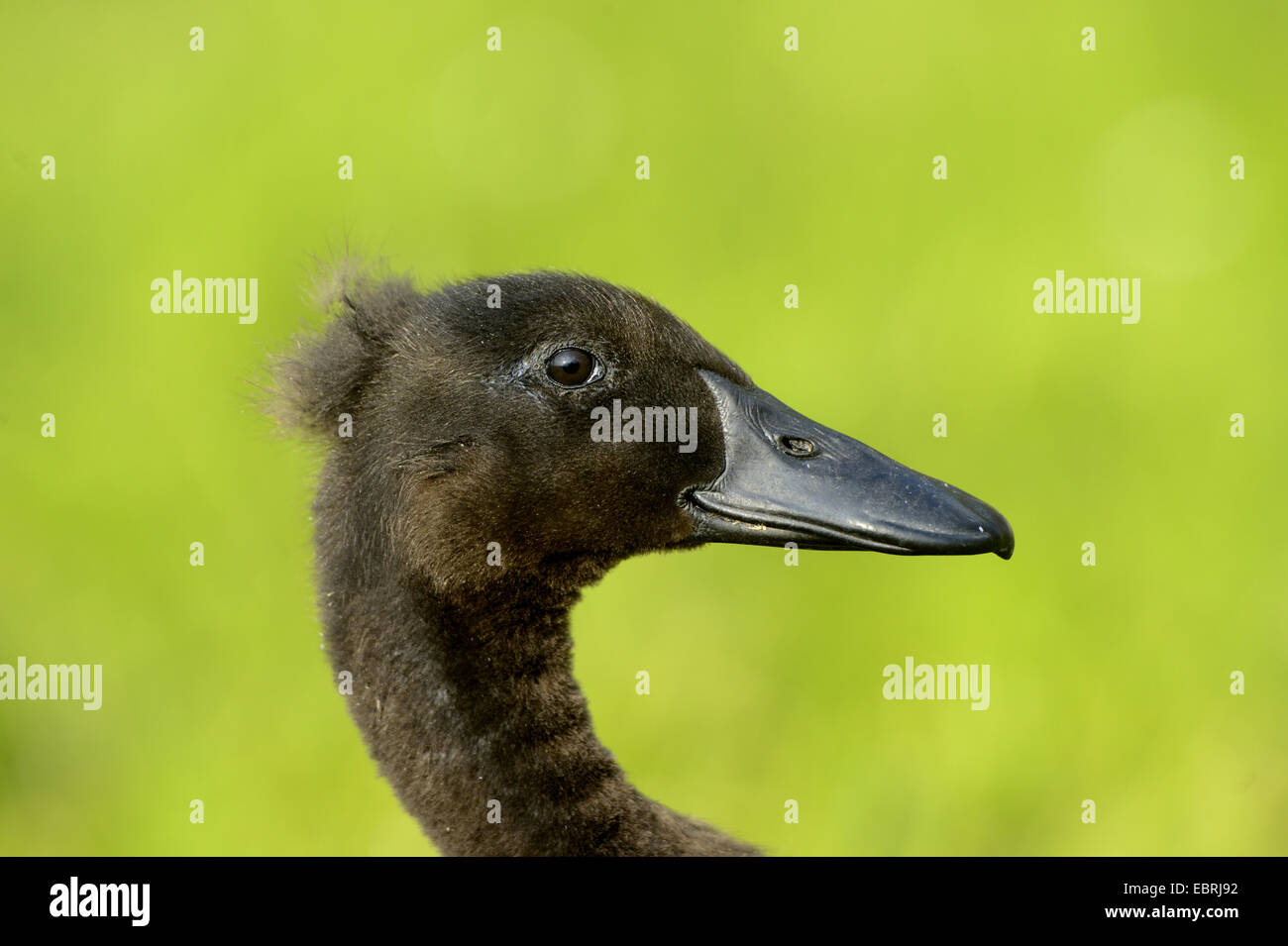 Black indian runner ducks hi-res stock photography and images - Alamy