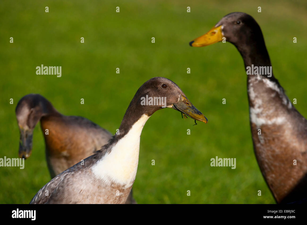 Crested Indian Runner Duck