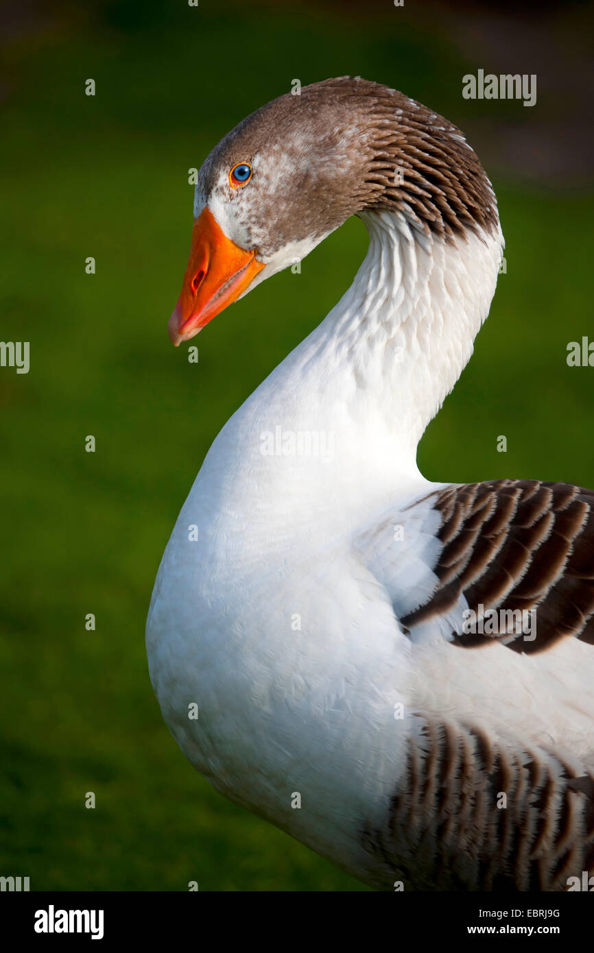Pomeranian Goose, Ruegener Goose (Anser anser f. domestica), portrait ...