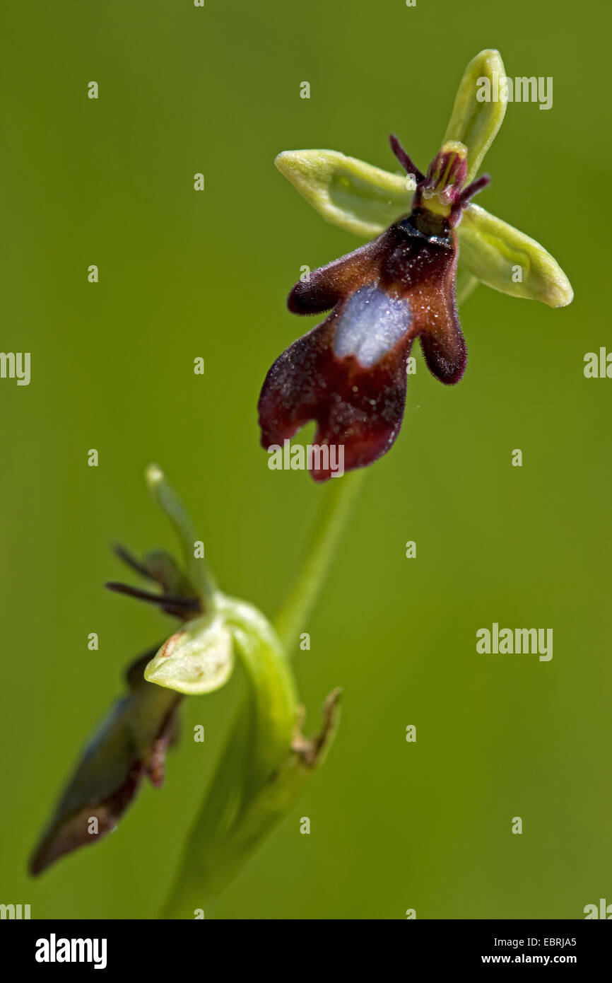 fly orchid (Ophrys insectifera), flowers, France Stock Photo - Alamy