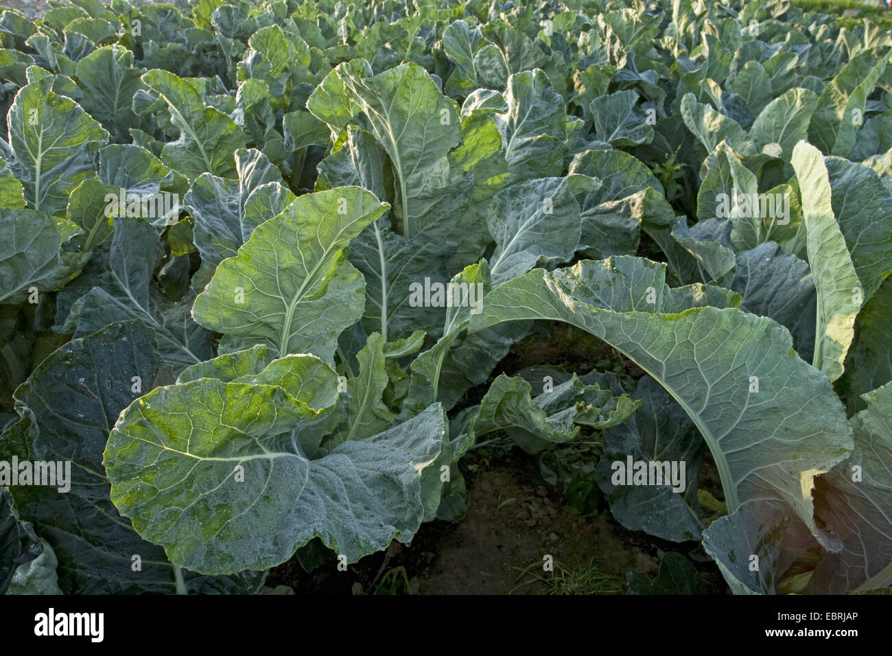 wild cabbage (Brassica oleracea), cabbage field, Belgium, East Flanders ...