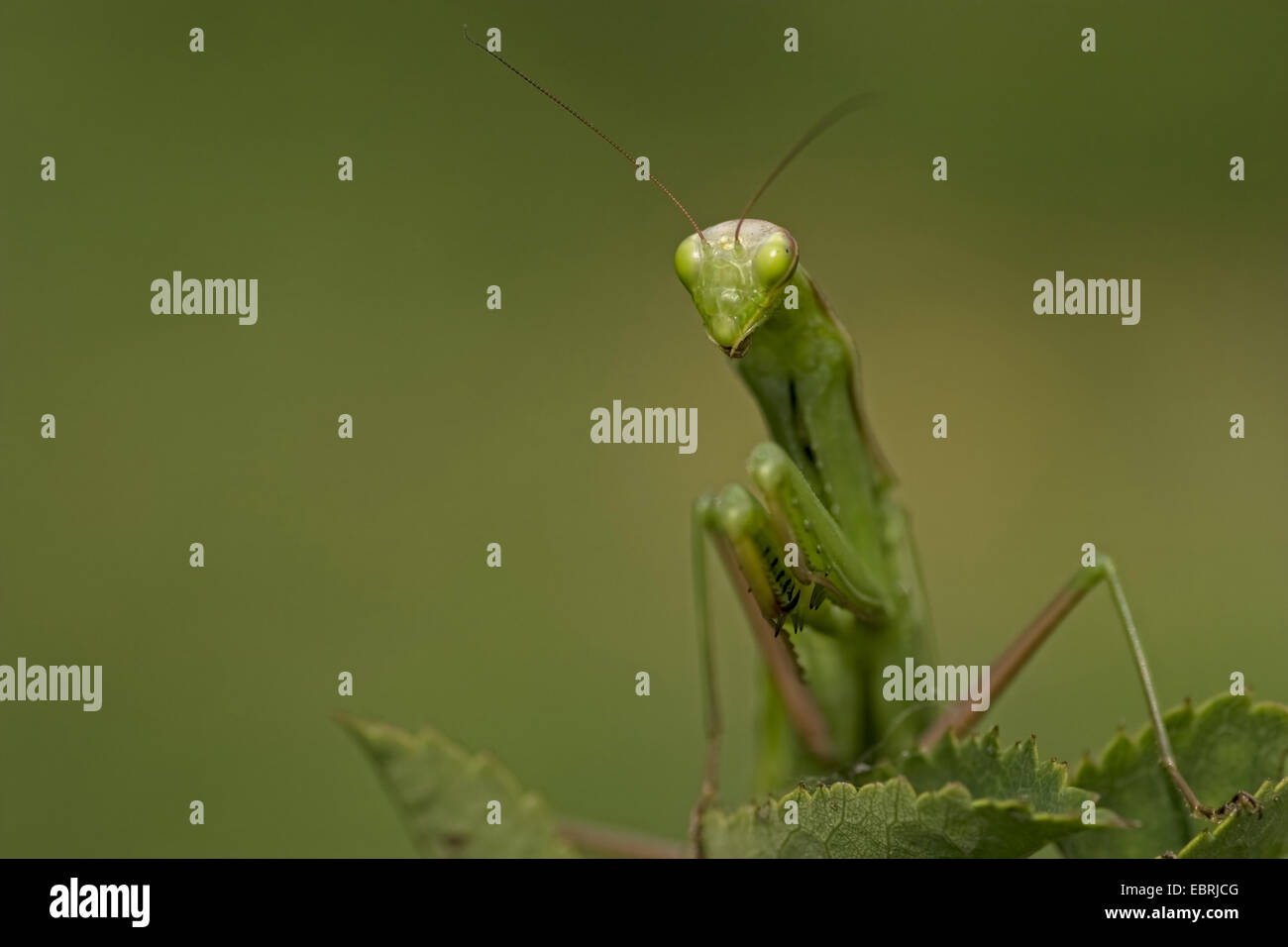 European preying mantis (Mantis religiosa), front view, close-up ...