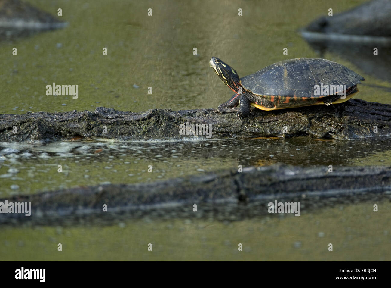 painted turtle, Eastern painted turtle (Chrysemys picta picta ...