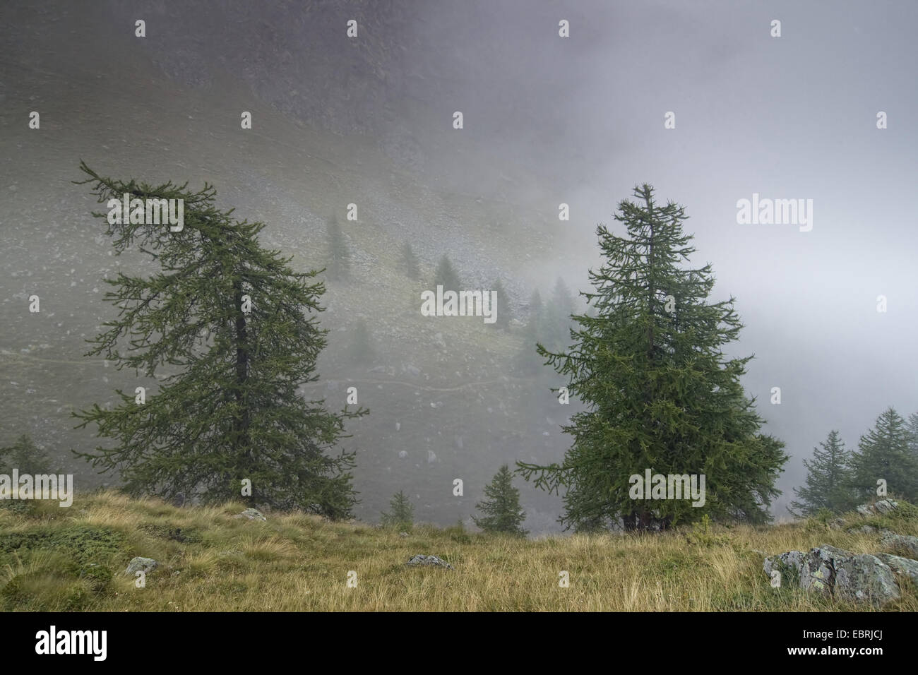 Treeline, Italy, Piedmont, Gran Paradiso National Park Stock Photo - Alamy