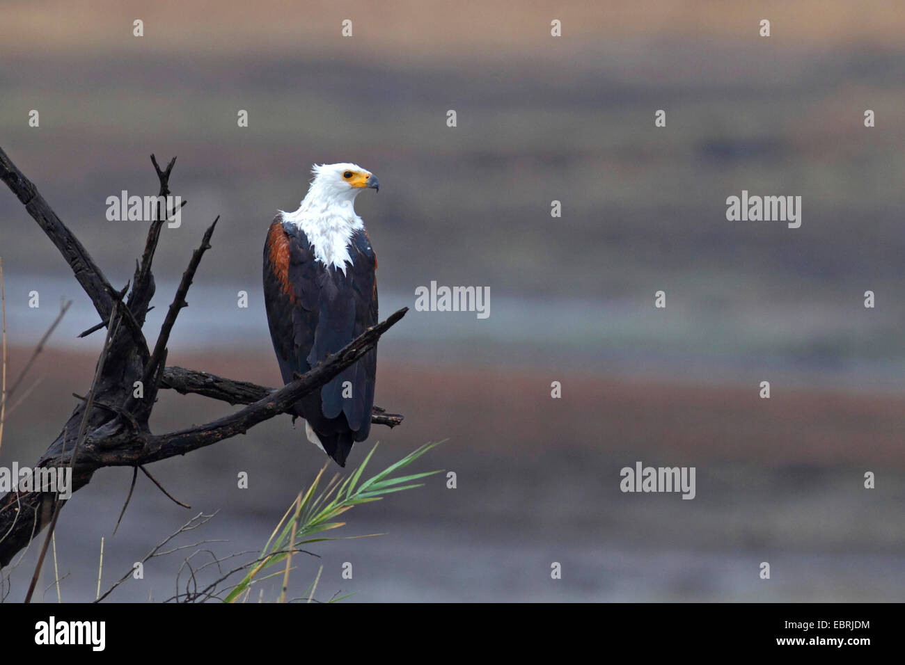 African fish eagle with a fish hi-res stock photography and images - Alamy
