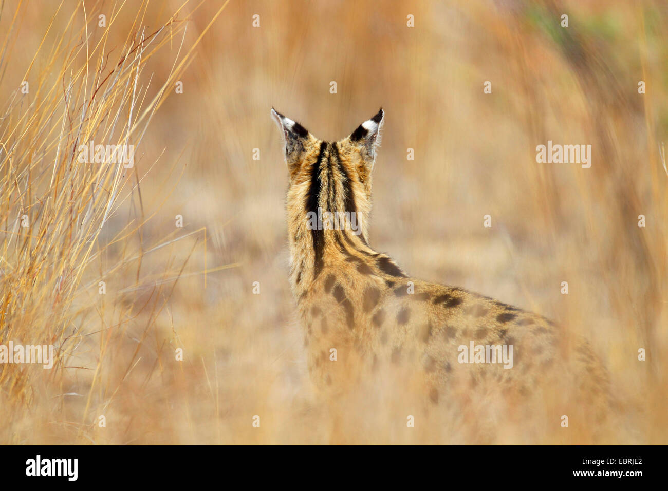 serval (Leptailurus serval, Felis serval), in savannah, back view ...