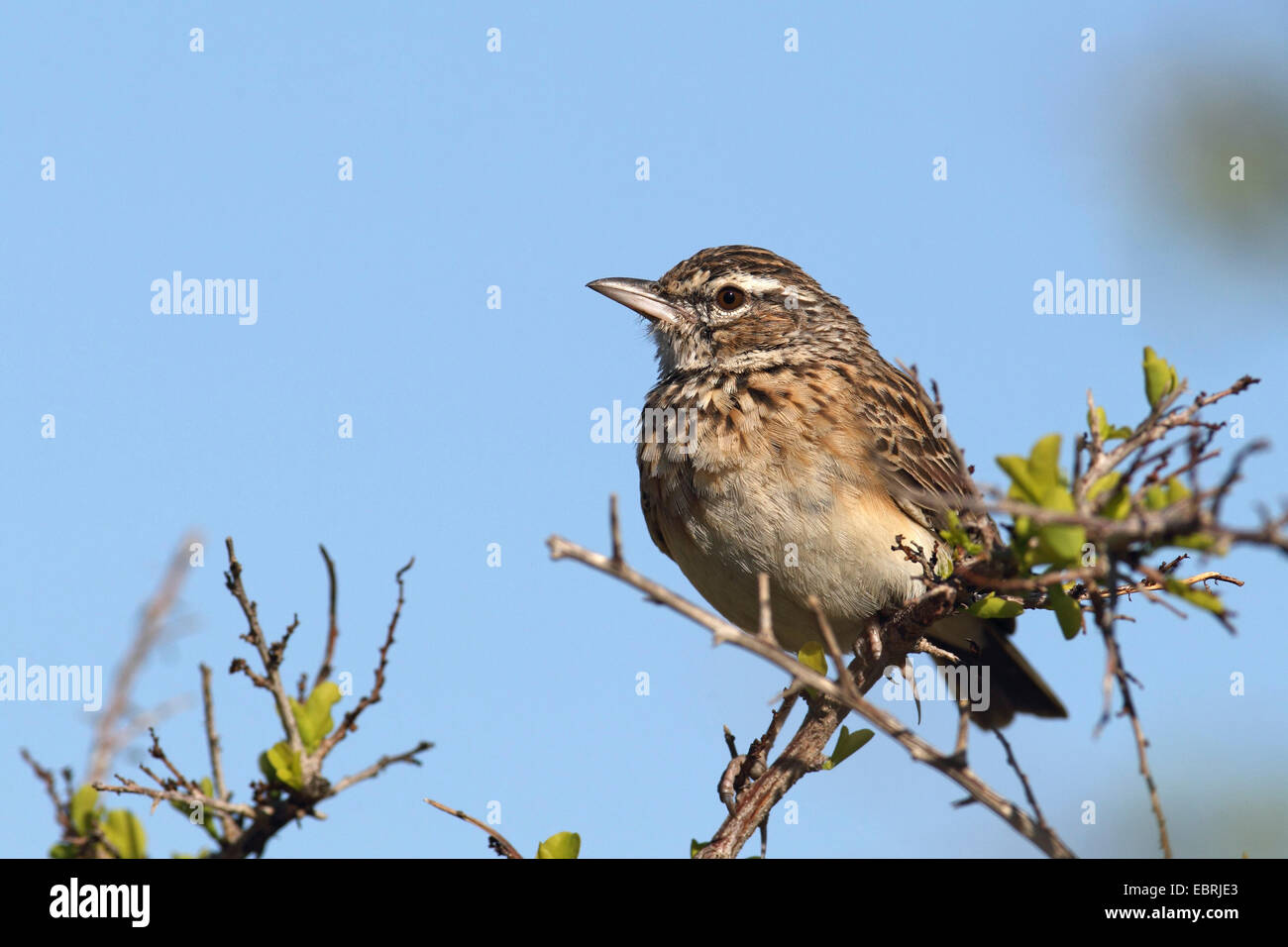 sabota lark (Mirafra sabota), sits on a shrub, South Africa, North West ...