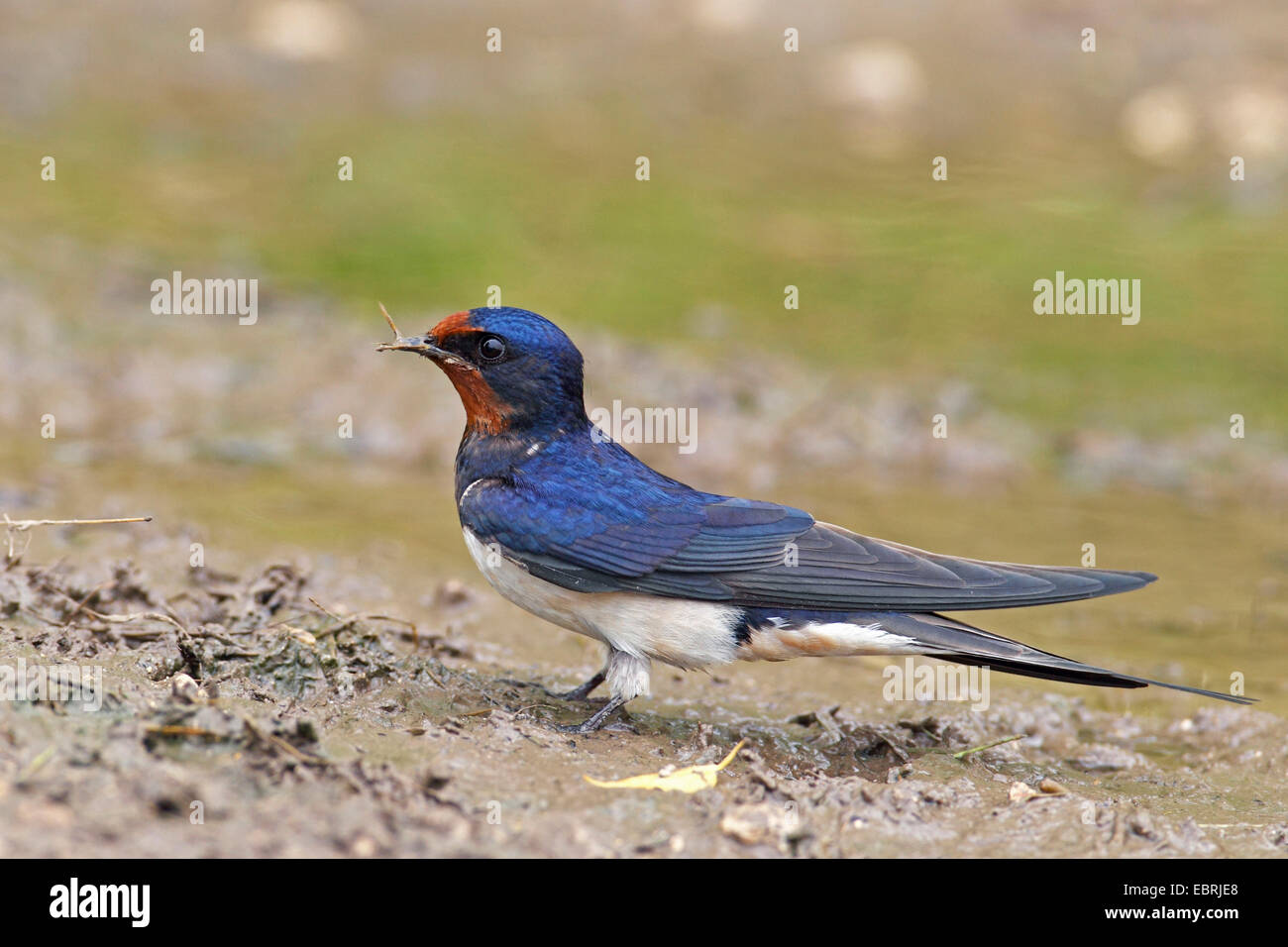 barn swallow (Hirundo rustica), sits next to a puddle, Bulgaria ...