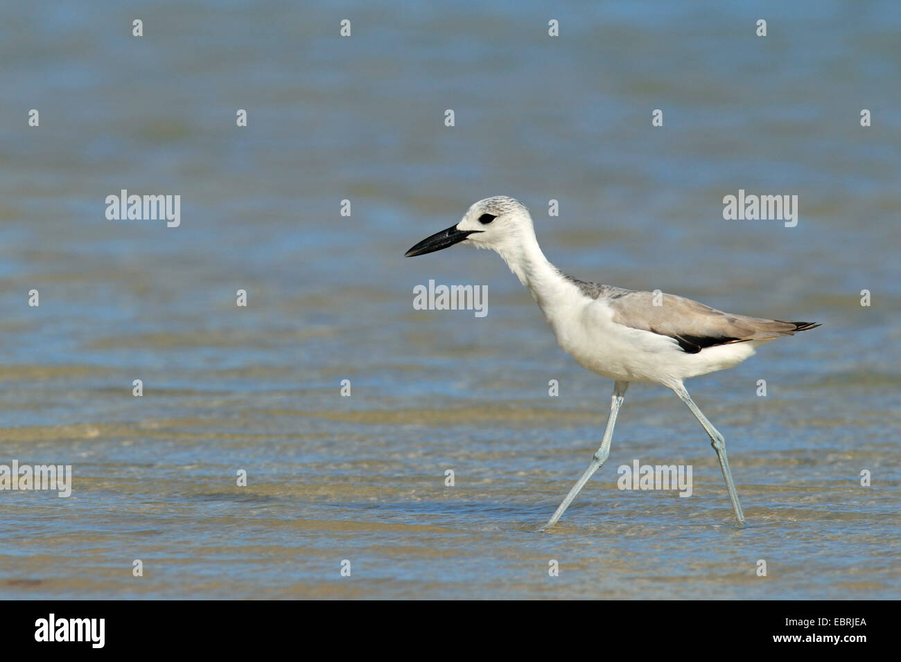 crab plover (Dromas ardeola), juvenile walks in shallow water ...