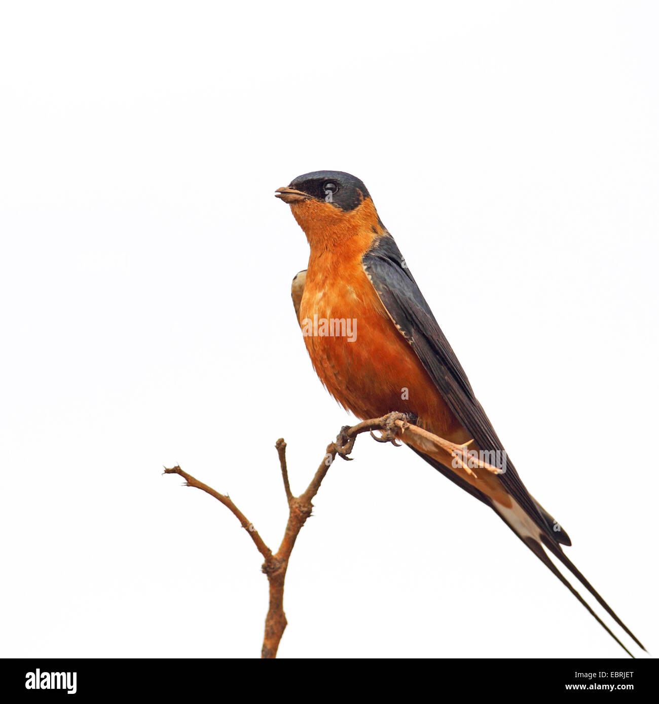 South African Swallow High Resolution Stock Photography and Images - Alamy