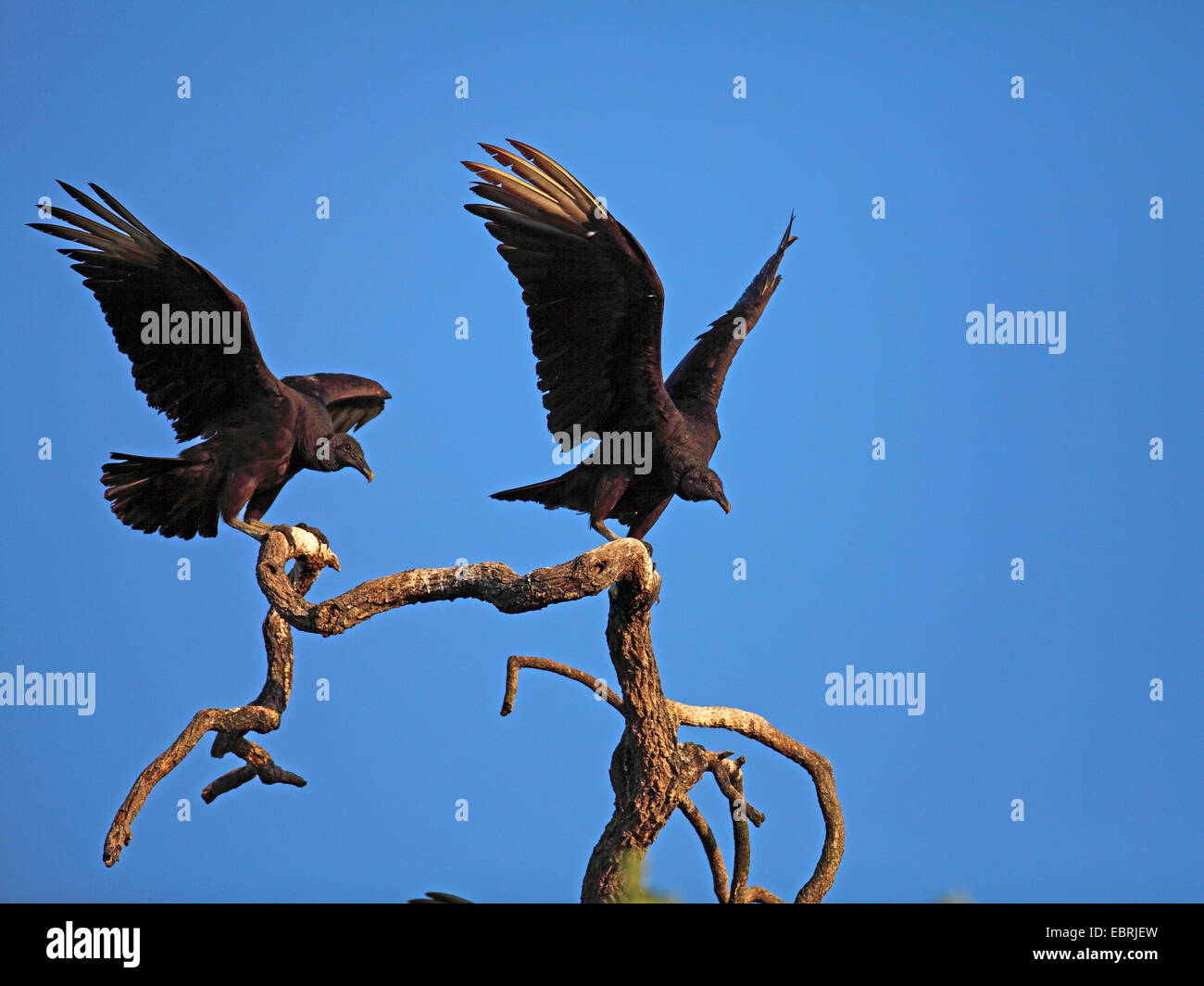 Black vultures hi-res stock photography and images - Alamy