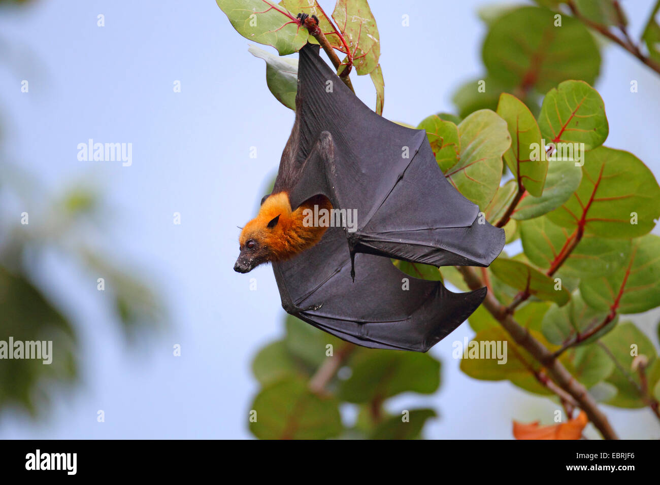 seychelles flying fox, seychelles fruit bat (Pteropus seychellensis ...