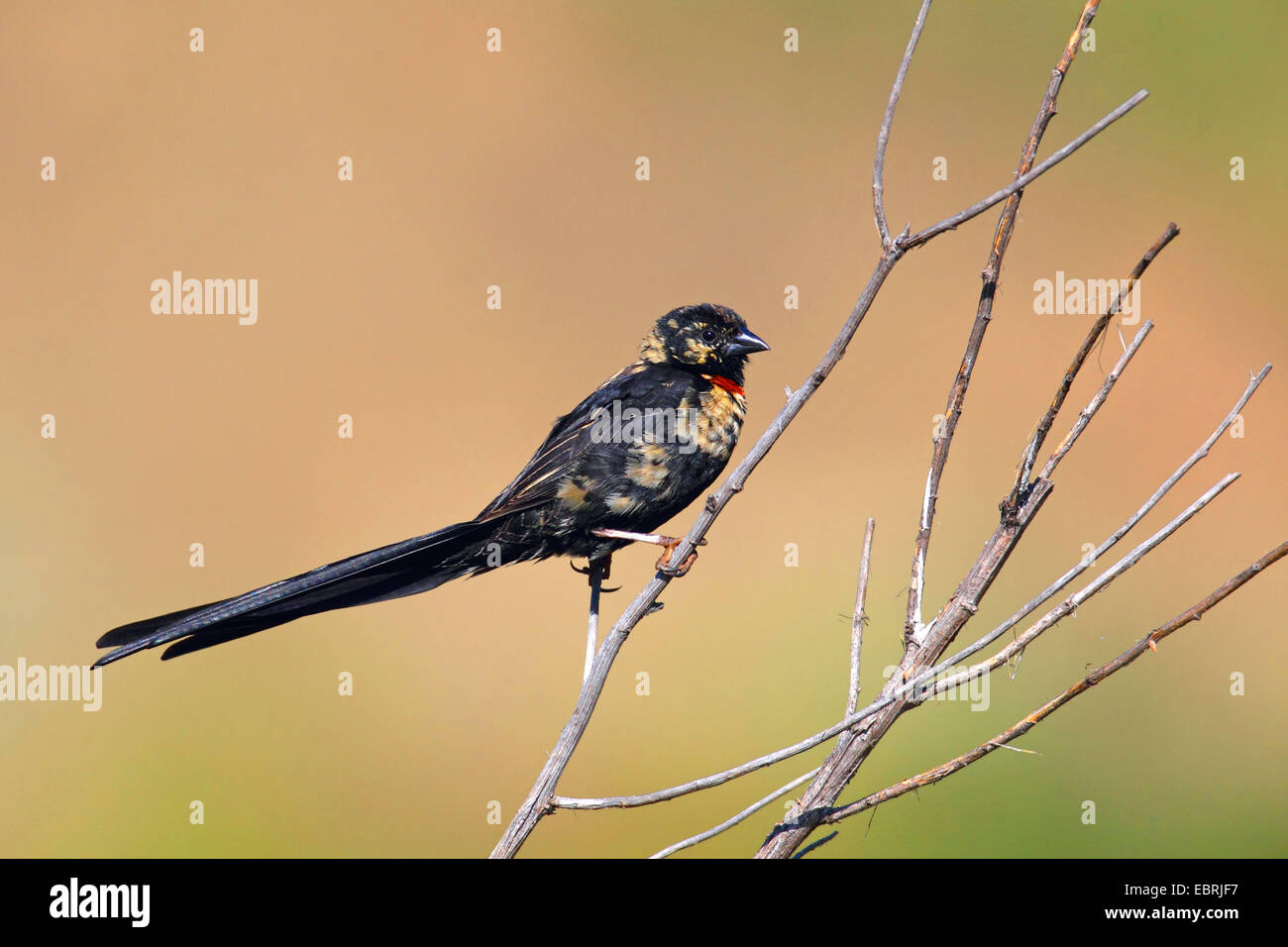 Whydah birds hi-res stock photography and images - Alamy